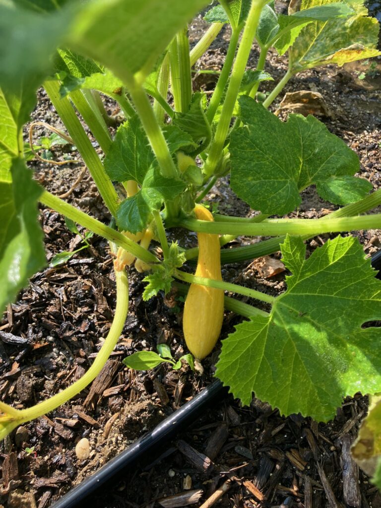 Massillon Community Health Garden 2025 Harvest Tracker - City of Massillon